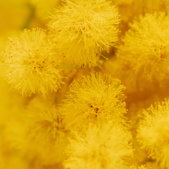 Ingredient Glossary – Page 2 – INIKA Organic Australia
