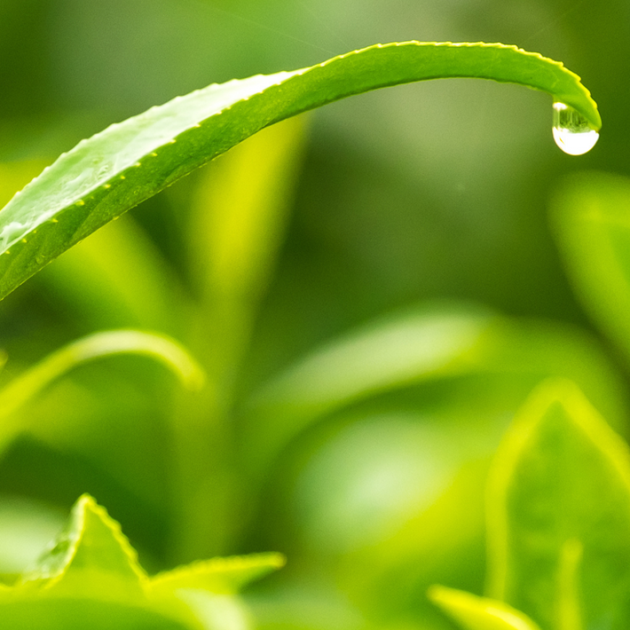 Certified Organic Sheer Coverage Concealer – INIKA Organic Australia